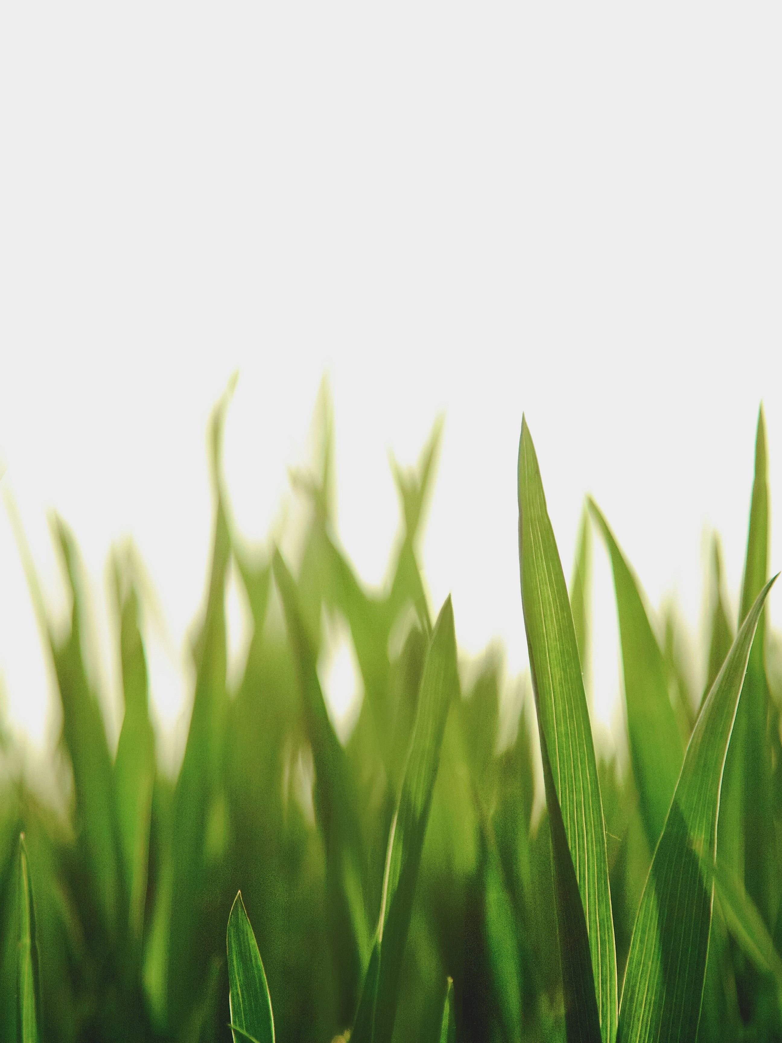Artifical Grass - 제타