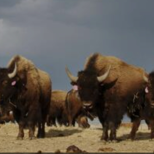 Bison Antitus 무리 - 제타