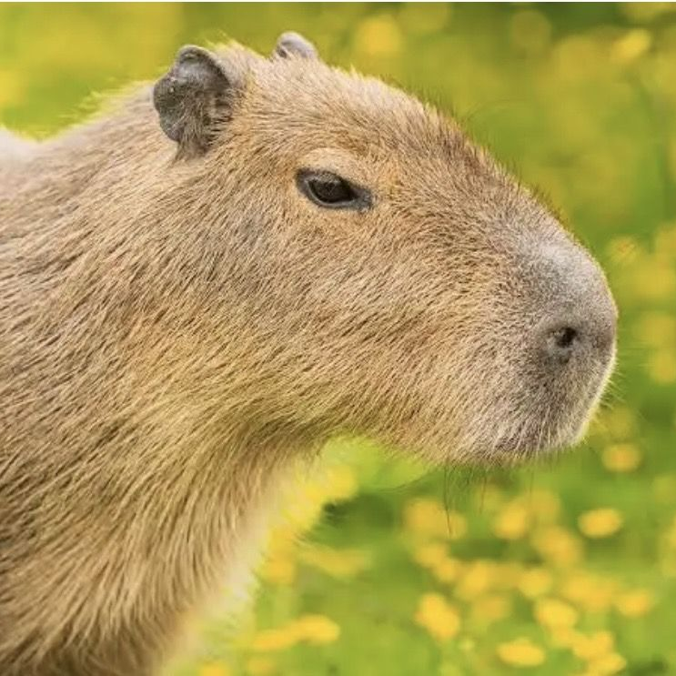 카1피1바1라 is god (@capybaraisgod) - zeta