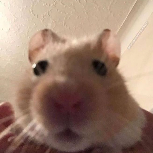 Ham (@Hello_hamster) - zeta